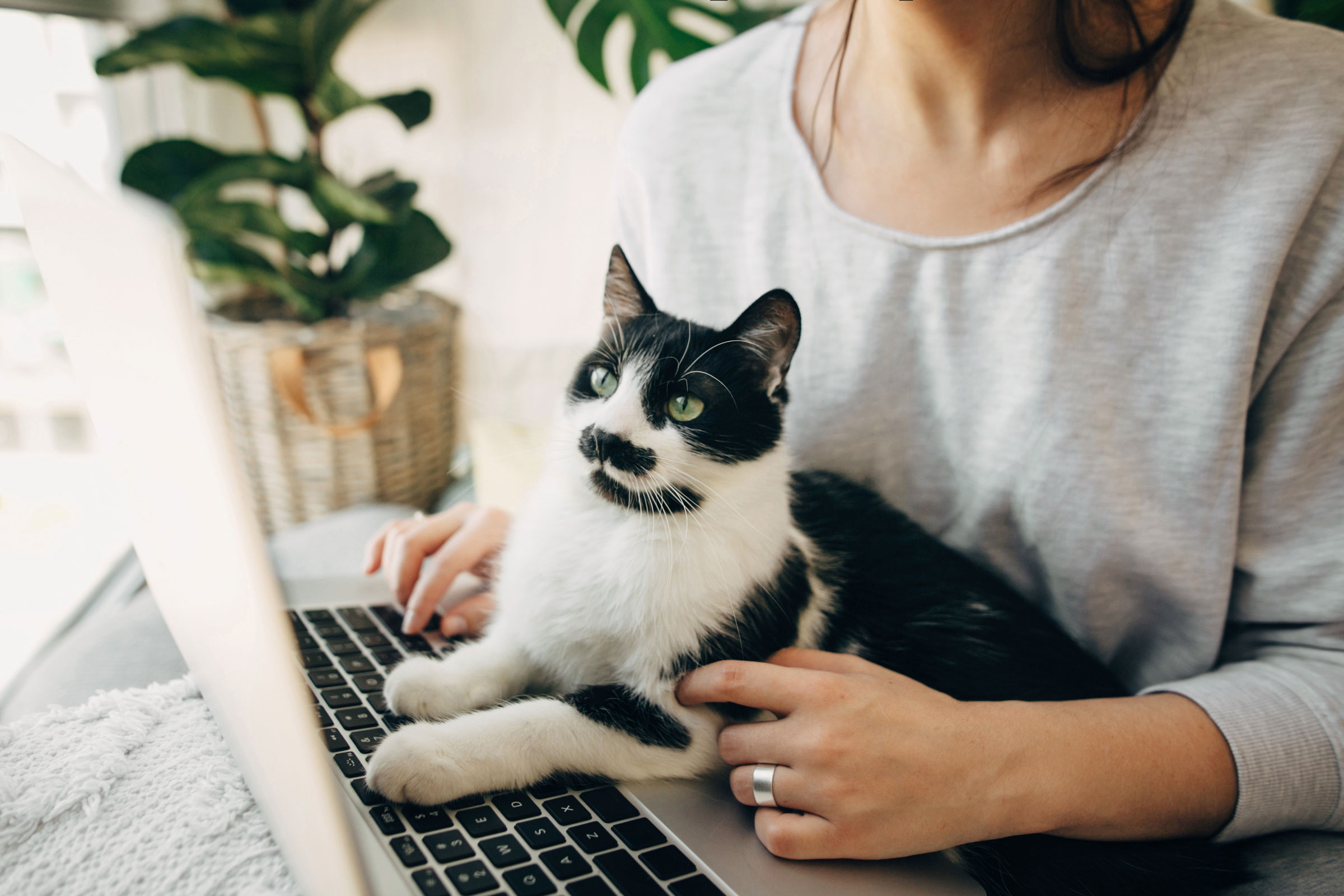 Pet Rescue and Adoption Resources - Mediavine